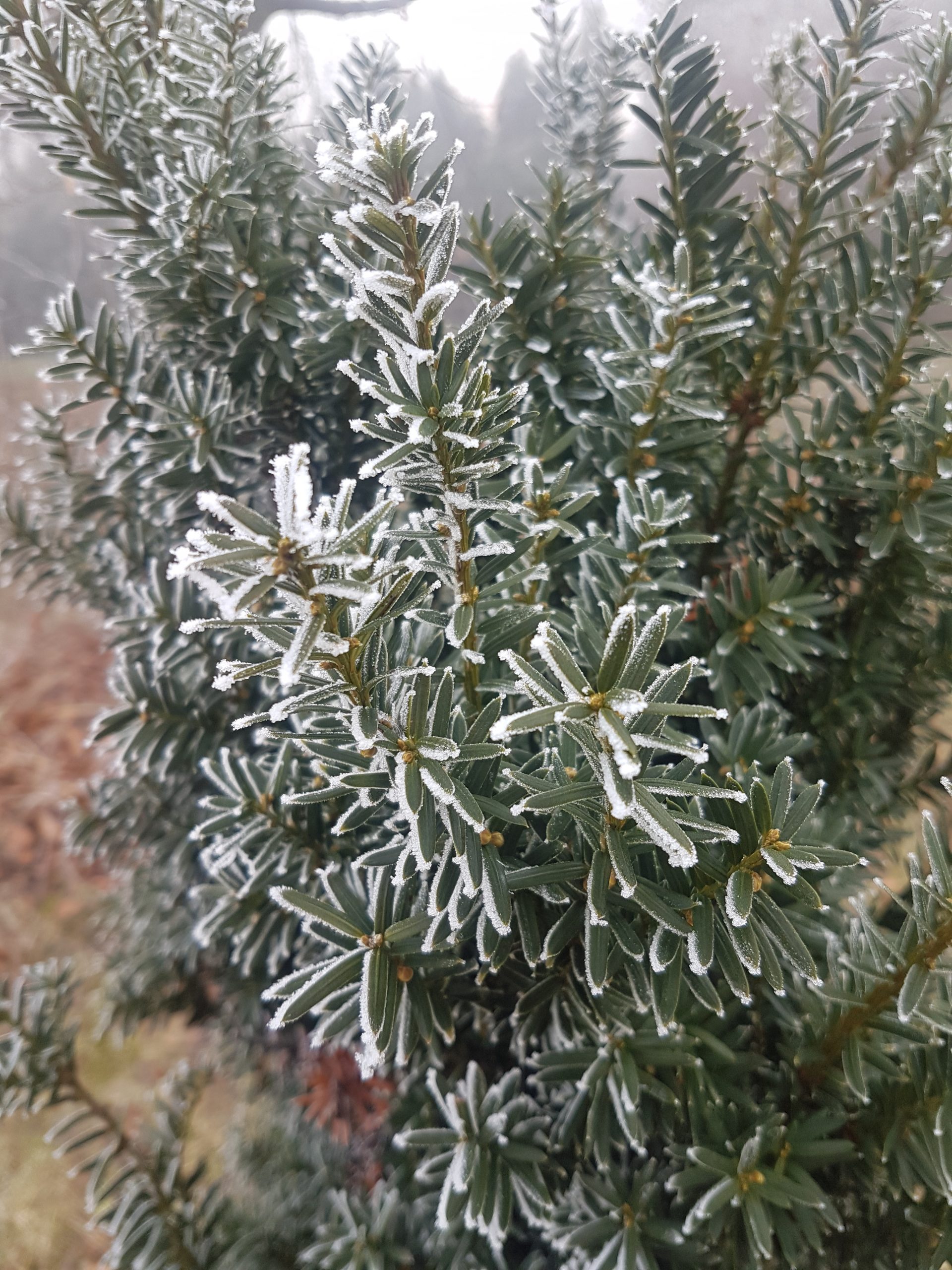 Obična tisa | DRVOKOD